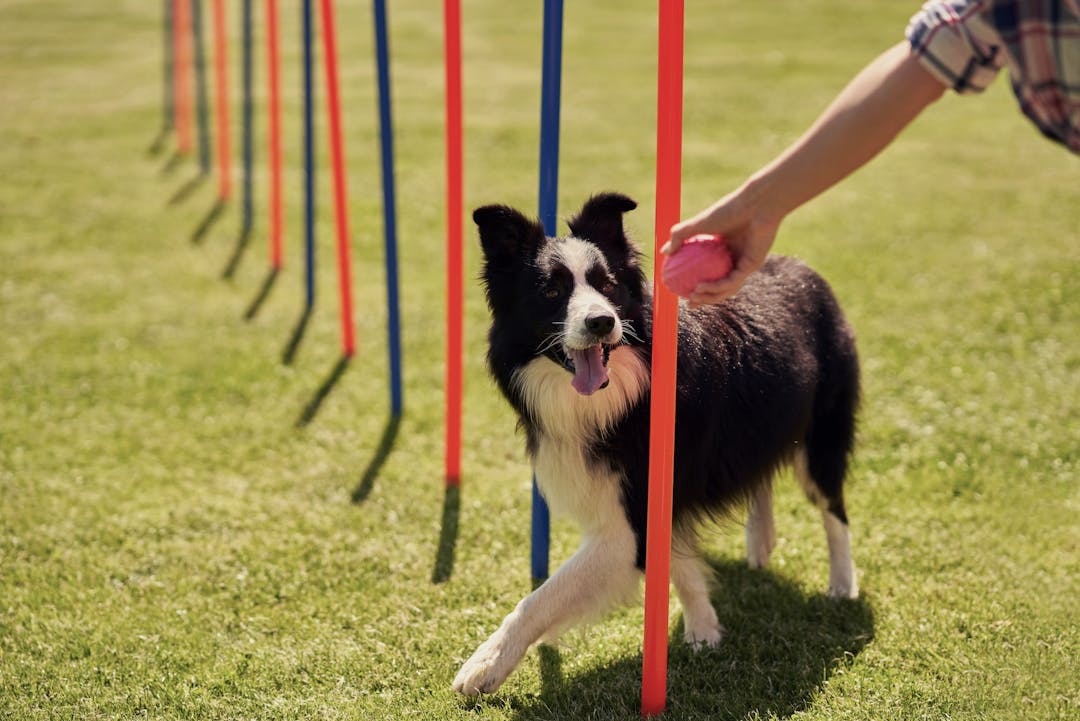 Dog Agility Course | 5* hotel | Château de Versailles
